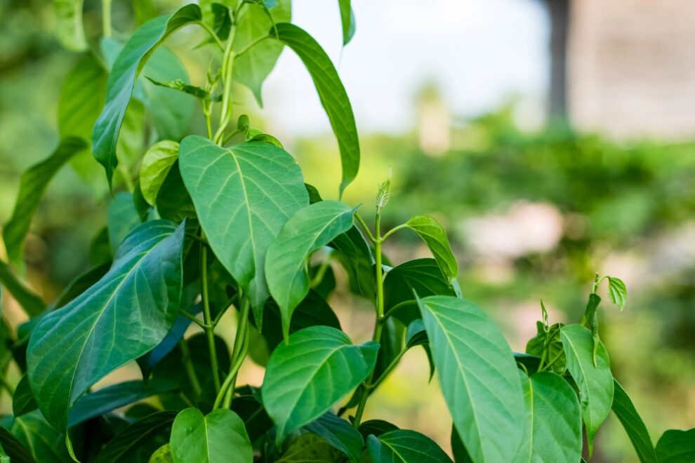 Gymnema sylvestre: Pomůže snížit cukr v krvi? ~ DIAPIL®